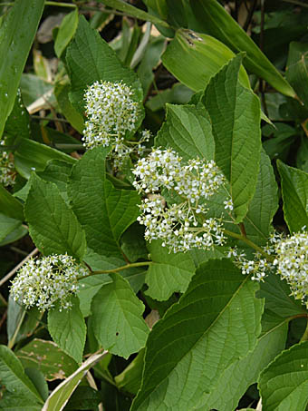 クロヅル Tripterygium regelii ニシキギ科 Celastraceae クロヅル属 三河の植物観察