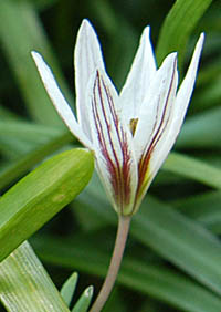 アマナ Amana edulis ユリ科 Liliaceae アマナ属 三河の植物観察