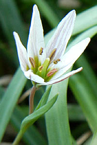アマナ Amana edulis ユリ科 Liliaceae アマナ属 三河の植物観察