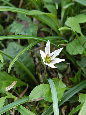 アマナ Amana edulis ユリ科 Liliaceae アマナ属 三河の植物観察