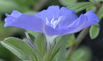 アメリカンブルー Evolvulus nuttallianus ヒルガオ科 Convolvulaceae アサガオガラクサ属 三河の植物観察