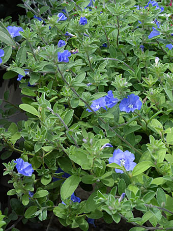 アメリカンブルー Evolvulus nuttallianus ヒルガオ科 Convolvulaceae アサガオガラクサ属 三河の植物観察