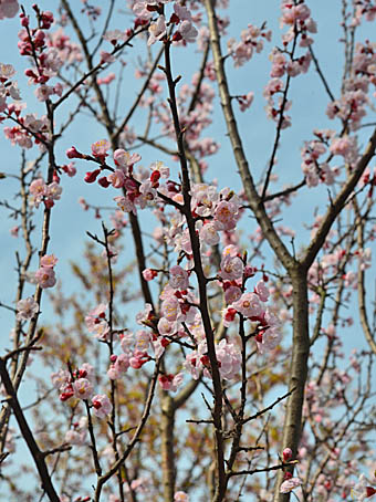 アンズ Prunus armeniaca バラ科 Rosaceae サクラ属 三河の植物観察