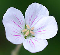 エロディウム・レイカルディー Erodium reichardii 'Alba' フウロソウ科 Geraniaceae オランダフウロ属 三河 ...