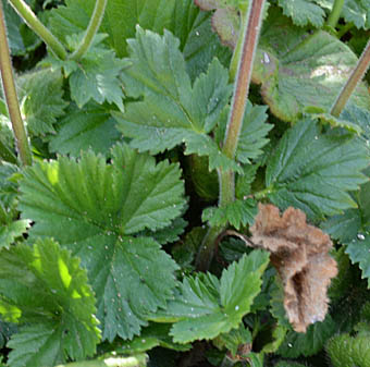 ゲウム・クッキー Geum coccineum 'Cooky' バラ科 Rosaceae ダイコンソウ属 三河の植物観察