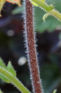 ゲウム・クッキー Geum coccineum 'Cooky' バラ科 Rosaceae ダイコンソウ属 三河の植物観察