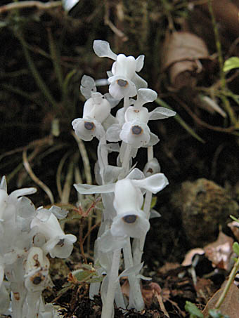 ギンリョウソウ Monotropastrum humile ツツジ科 Ericaceae ギンリョウソウ属 三河の植物観察