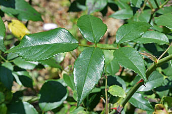 グリーンローズ Rosa chinensis 'Viridiflora' バラ科 Rosaceae バラ属 三河の植物観察
