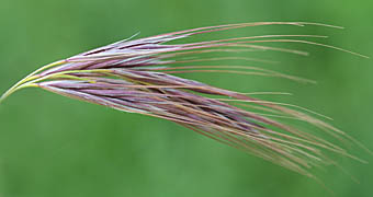ヒゲナガスズメノチャヒキ Bromus rigidus イネ科 Poaceae スズメノチャヒキ属 三河の植物観察