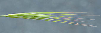 ヒゲナガスズメノチャヒキ Bromus rigidus イネ科 Poaceae スズメノチャヒキ属 三河の植物観察