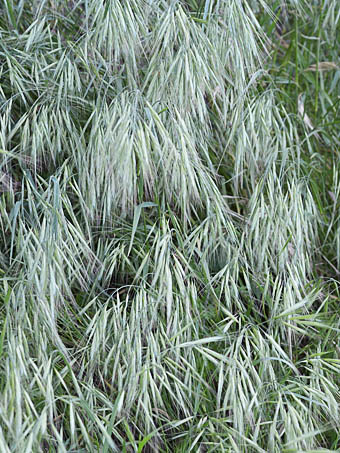 ヒゲナガスズメノチャヒキ Bromus rigidus イネ科 Poaceae スズメノチャヒキ属 三河の植物観察