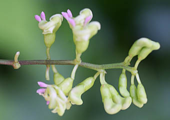 ホドイモ Apios fortunei マメ科 Fabaceae アピオス属 三河の植物観察