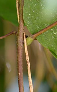 ホドイモ Apios fortunei マメ科 Fabaceae アピオス属 三河の植物観察