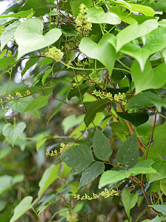 ホドイモ Apios fortunei マメ科 Fabaceae アピオス属 三河の植物観察
