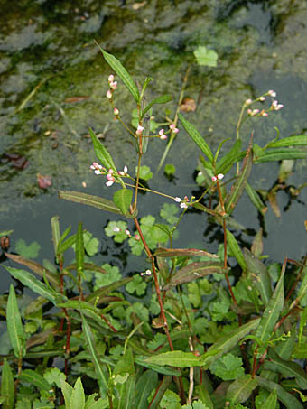 ホソバノウナギツカミ Persicaria praetermissa タデ科 Polygonaceae イヌタデ属 三河の植物観察