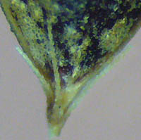 イガクサ Rhynchospora rubra カヤツリグサ科 Cyperaceae ミカヅキグサ属 三河の植物観察