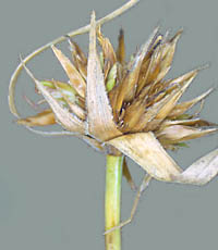 イガクサ Rhynchospora rubra カヤツリグサ科 Cyperaceae ミカヅキグサ属 三河の植物観察