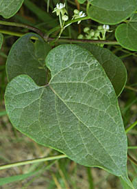 イケマ Cynanchum caudatum キョウチクトウ科 Apocynaceae イケマ属 三河の植物観察