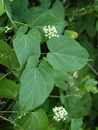 イケマ Cynanchum caudatum キョウチクトウ科 Apocynaceae イケマ属 三河の植物観察