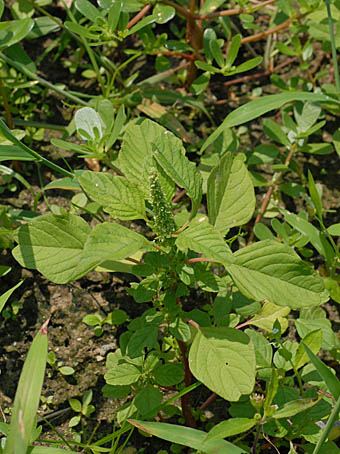 イヌビユ Amaranthus blitum ヒユ科 Amaranthaceae ヒユ属 三河の植物観察