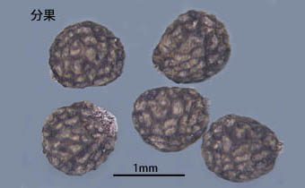 イヌコウジュ Mosla scabra シソ科 Lamiaceae (Labiatae) イヌコウジュ属 三河の植物観察