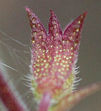 イヌコウジュ Mosla scabra シソ科 Lamiaceae (Labiatae) イヌコウジュ属 三河の植物観察