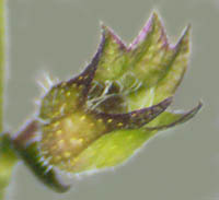 イヌコウジュ Mosla scabra シソ科 Lamiaceae (Labiatae) イヌコウジュ属 三河の植物観察