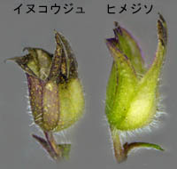 イヌコウジュ Mosla scabra シソ科 Lamiaceae (Labiatae) イヌコウジュ属 三河の植物観察