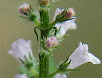イヌコウジュ Mosla scabra シソ科 Lamiaceae (Labiatae) イヌコウジュ属 三河の植物観察
