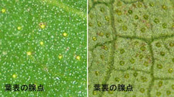 イヌコウジュ Mosla scabra シソ科 Lamiaceae (Labiatae) イヌコウジュ属 三河の植物観察