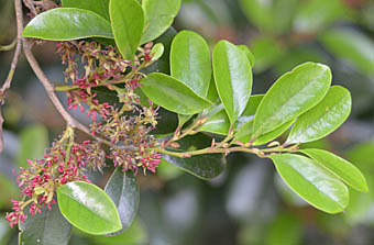 イスノキ Distylium racemosum マンサク科 Hamamelidaceae イスノキ属 三河の植物観察