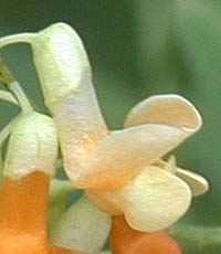 イタチササゲ Lathyrus davidii マメ科 Fabaceae レンリソウ属 三河の植物観察
