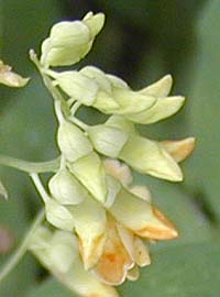 イタチササゲ Lathyrus davidii マメ科 Fabaceae レンリソウ属 三河の植物観察