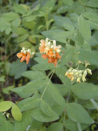 イタチササゲ Lathyrus davidii マメ科 Fabaceae レンリソウ属 三河の植物観察