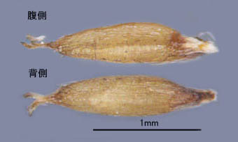 イチゴツナギ Poa sphondylodes イネ科 Poaceae イチゴツナギ 三河の植物観察