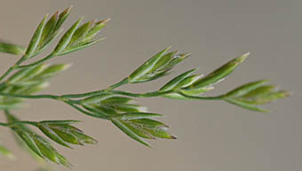 イチゴツナギ Poa sphondylodes イネ科 Poaceae イチゴツナギ 三河の植物観察