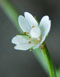 イワアカバナ Epilobium cephalostigma アカバナ科 Onagraceae アカバナ属 三河の植物観察