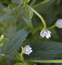 イワアカバナ Epilobium cephalostigma アカバナ科 Onagraceae アカバナ属 三河の植物観察