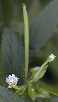 イワアカバナ Epilobium cephalostigma アカバナ科 Onagraceae アカバナ属 三河の植物観察