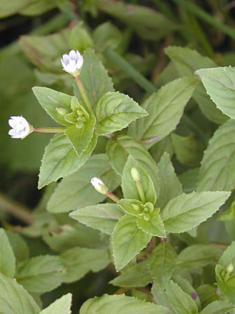 イワアカバナ Epilobium cephalostigma アカバナ科 Onagraceae アカバナ属 三河の植物観察