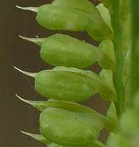 カズノコグサ Beckmannia syzigachne イネ科 Poaceae ミノゴメ属 三河の植物観察