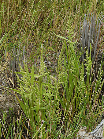 カズノコグサ Beckmannia syzigachne イネ科 Poaceae ミノゴメ属 三河の植物観察