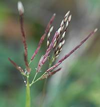 コブナグサ Arthraxon hispidus イネ科 Poaceae コブナグサ属 三河の植物観察
