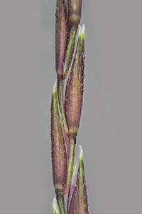 コブナグサ Arthraxon hispidus イネ科 Poaceae コブナグサ属 三河の植物観察