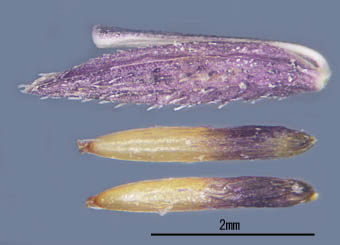 コブナグサ Arthraxon hispidus イネ科 Poaceae コブナグサ属 三河の植物観察