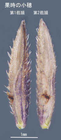 コブナグサ Arthraxon hispidus イネ科 Poaceae コブナグサ属 三河の植物観察