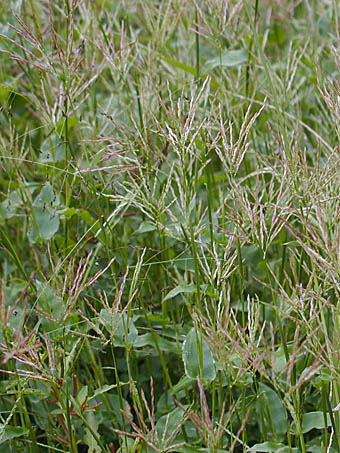 コブナグサ Arthraxon hispidus イネ科 Poaceae コブナグサ属 三河の植物観察