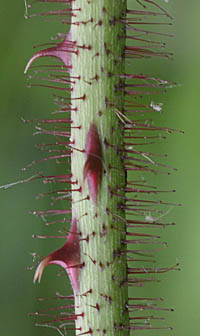 コジキイチゴ Rubus sumatranus バラ科 Rosaceae キイチゴ属 三河の植物観察