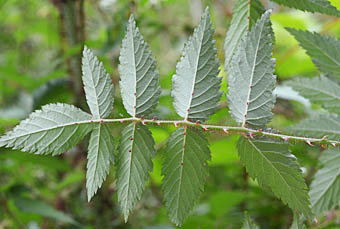 コジキイチゴ Rubus sumatranus バラ科 Rosaceae キイチゴ属 三河の植物観察