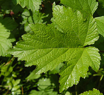 クマイチゴ Rubus crataegifolius バラ科 Rosaceae キイチゴ属 三河の植物観察